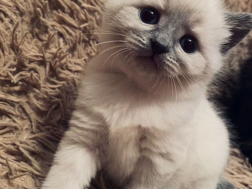 Шотландские котята