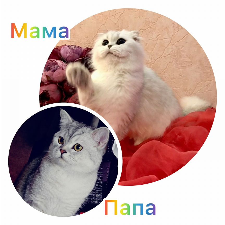 Шотландские котята