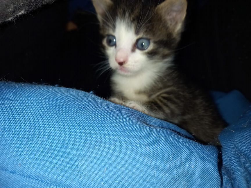 Котята отдам в добрые руки бесплатно