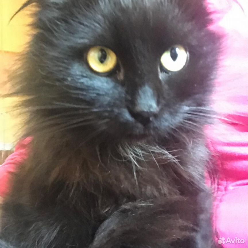 Кошка