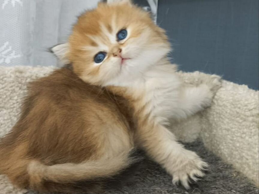 Подарки-котятки на Новый Год