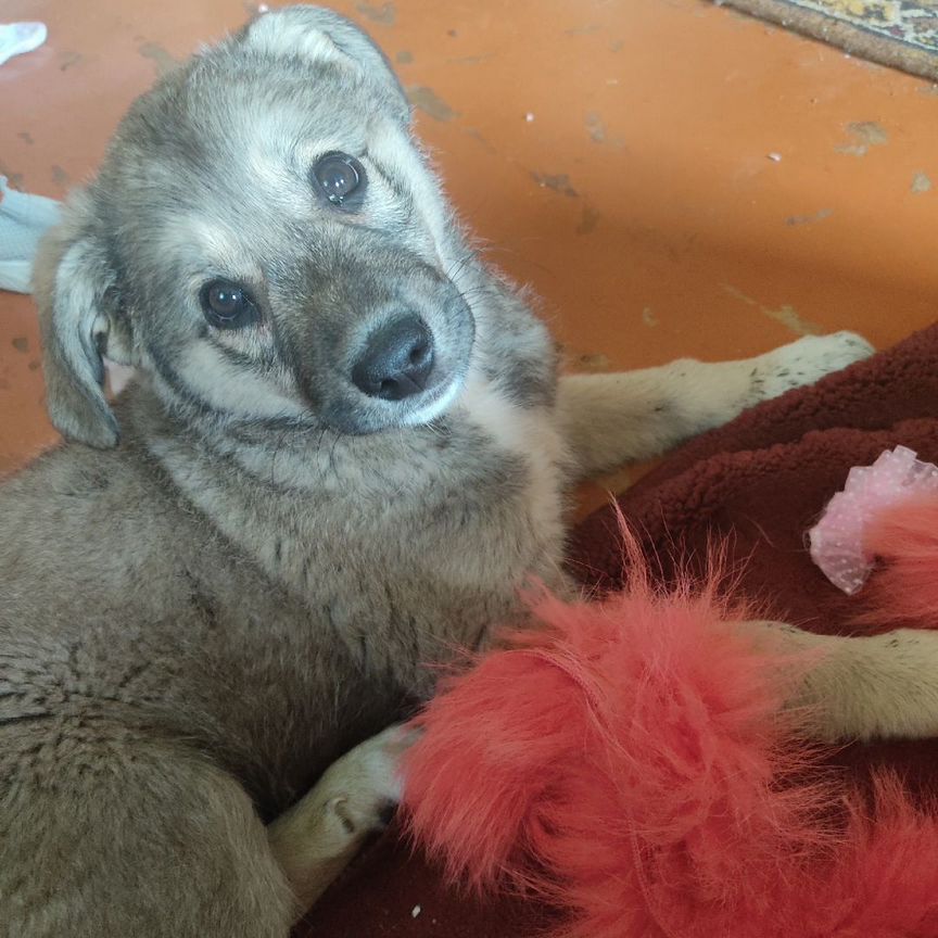 Щенок мальчик в добрые руки