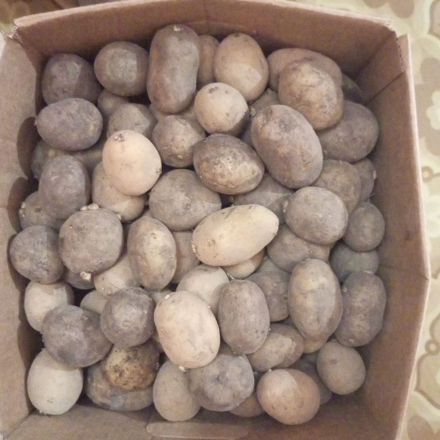 Картофель на корм скоту