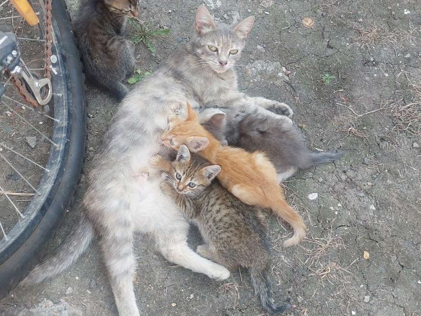 Котята от кошки крысоловки бесплатно