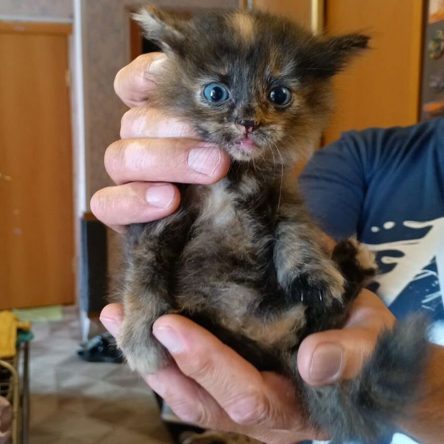 Котенок богатка девочка