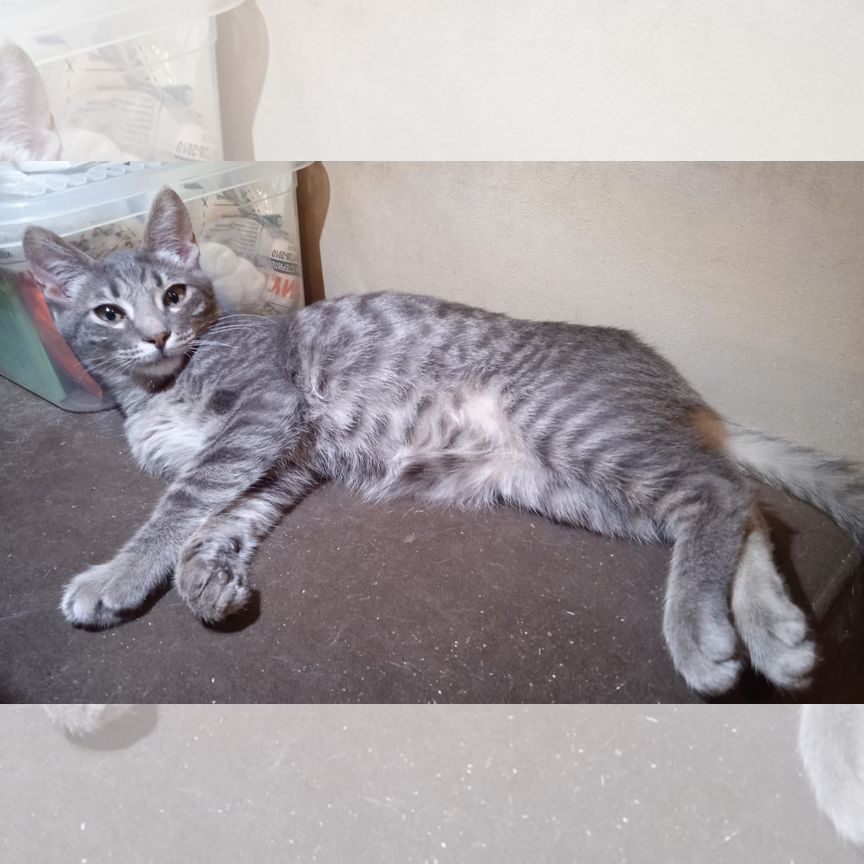 Котенок мальчик