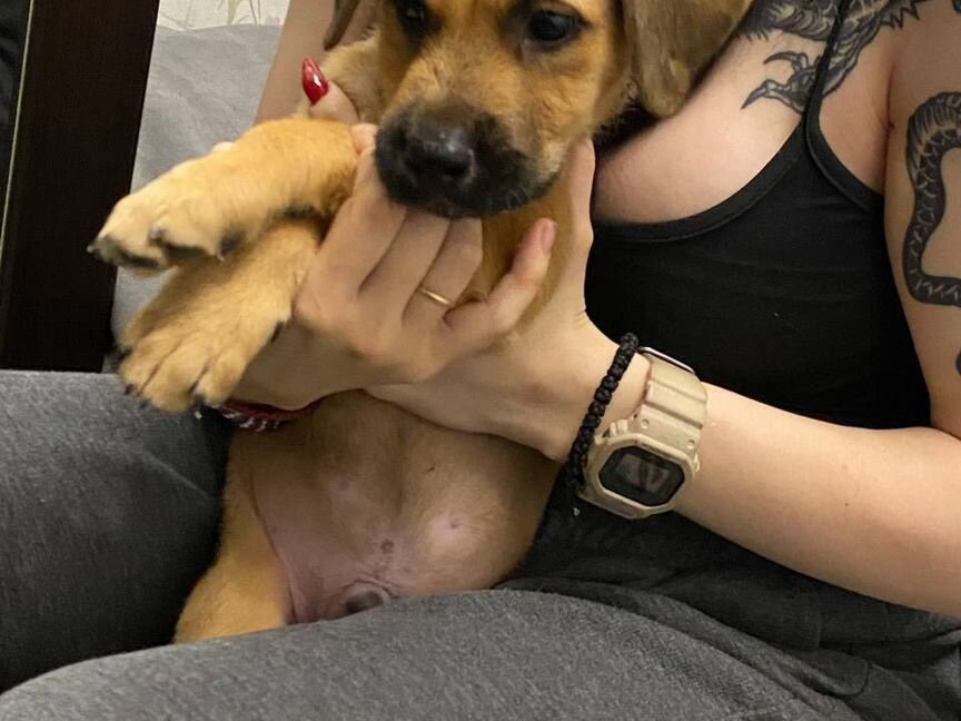 Собака в добрые руки отдам бесплатно