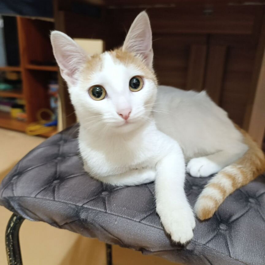 Кошечка