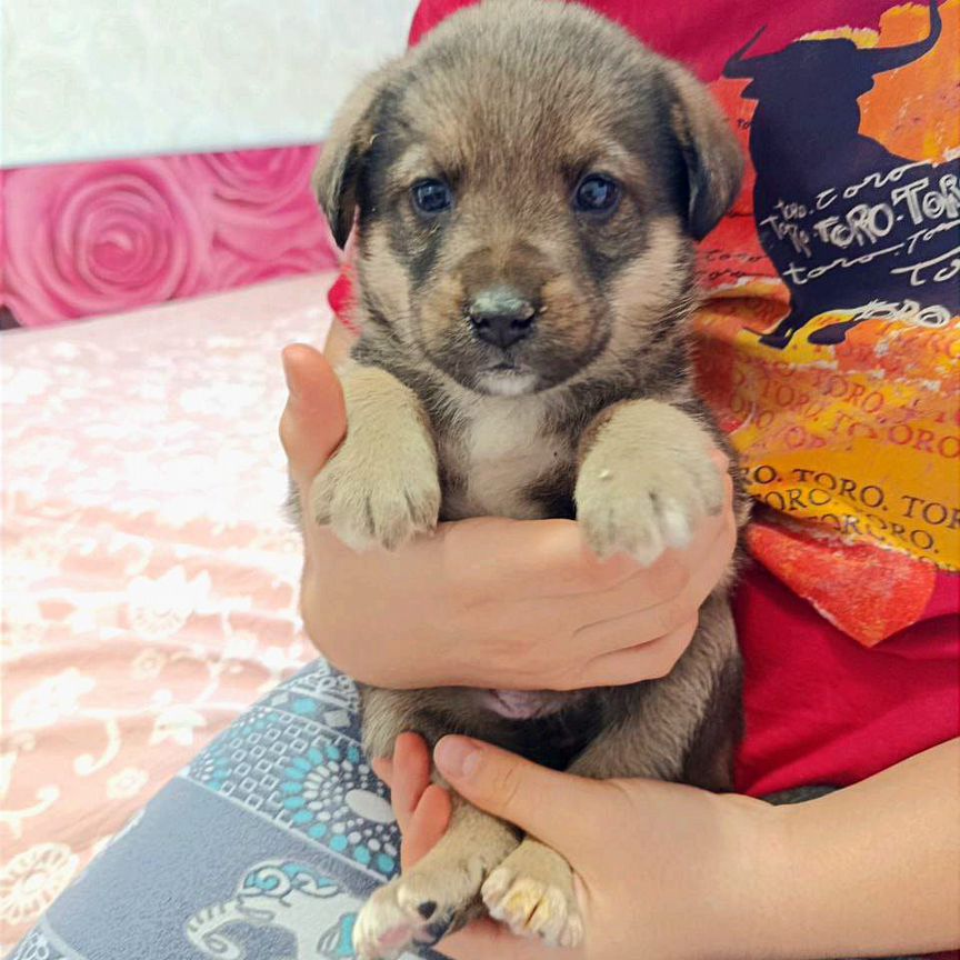 Щенок в добрые руки