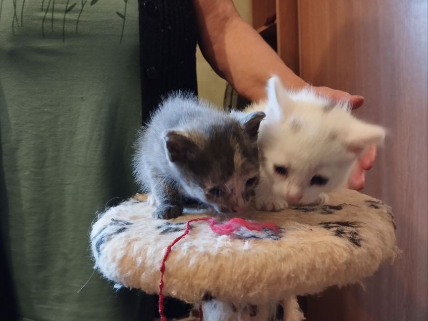 Котята в добрые руки