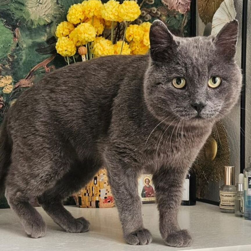 Взрослый кот в добрые руки