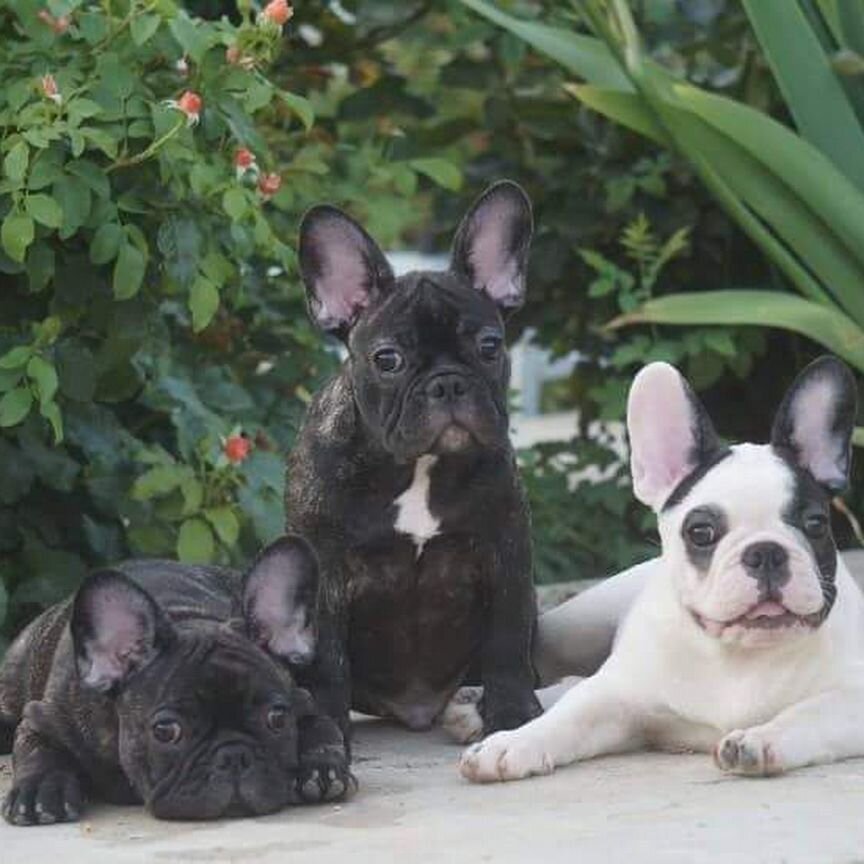 Французский бульдог щенки