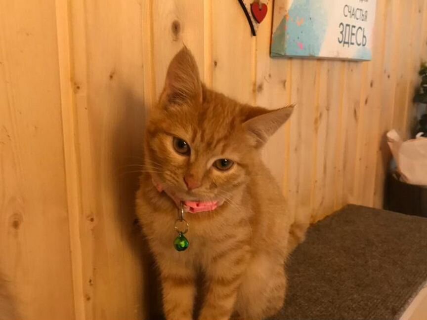 Котёнок ждёт свою семью