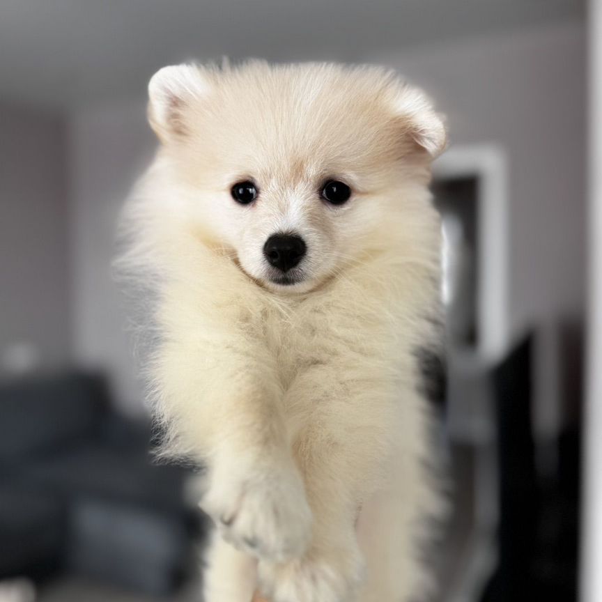 Померанский шпиц