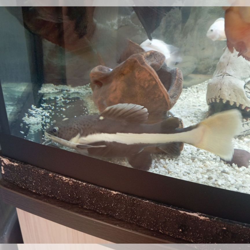 Краснохвостый сом