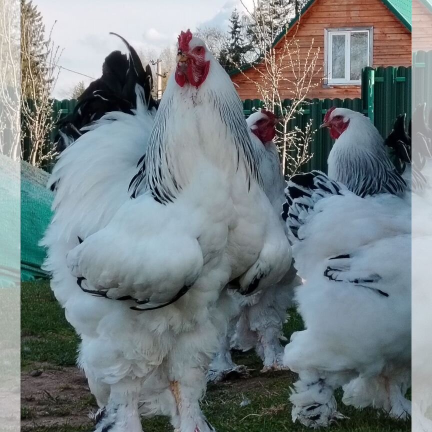 Куры брама колумбийская