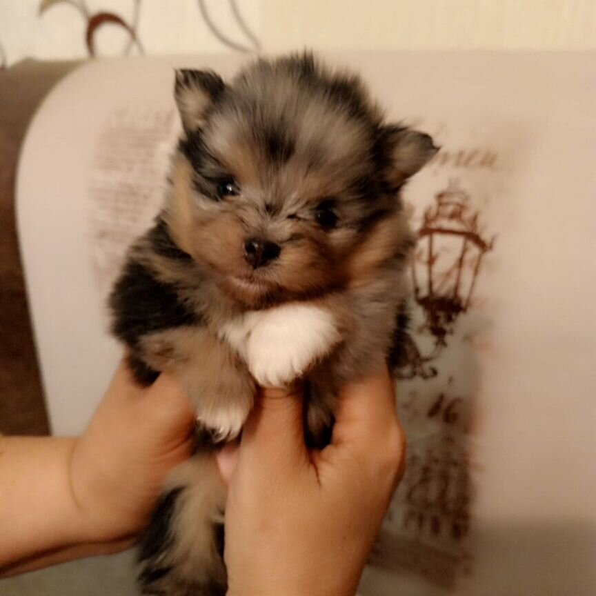 Щеночек шпица