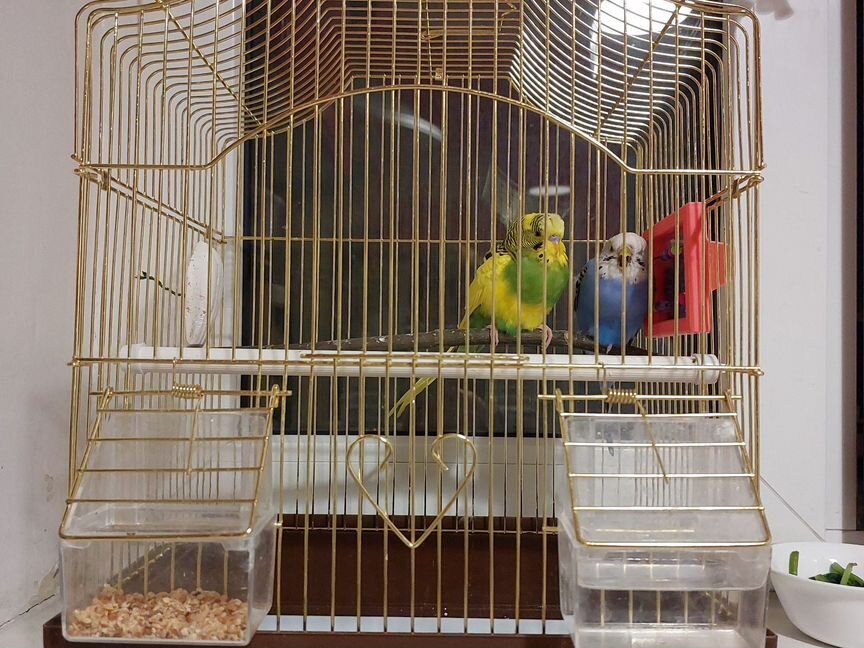 Продам попугаев