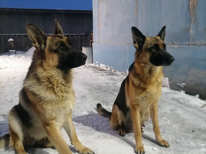 Щенки немецкой овчарки