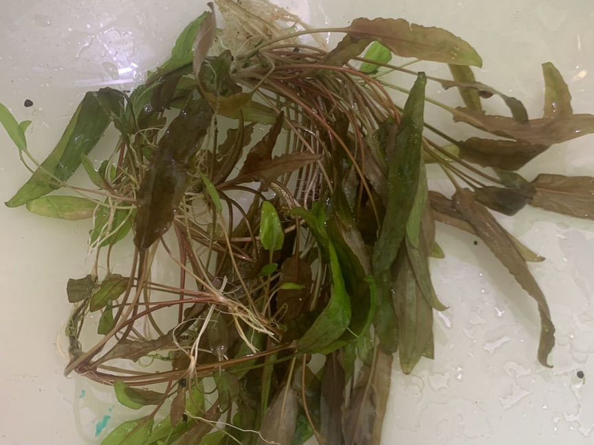 Криптокорина обмен на 2 любых растения