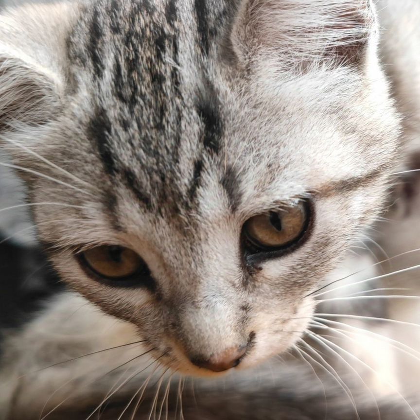 Котёночек котёнок