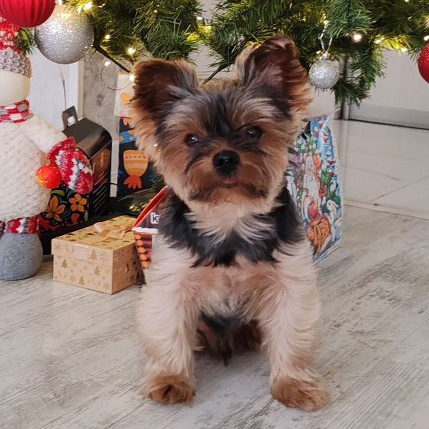 Йоркширский терьер, взрослая собака