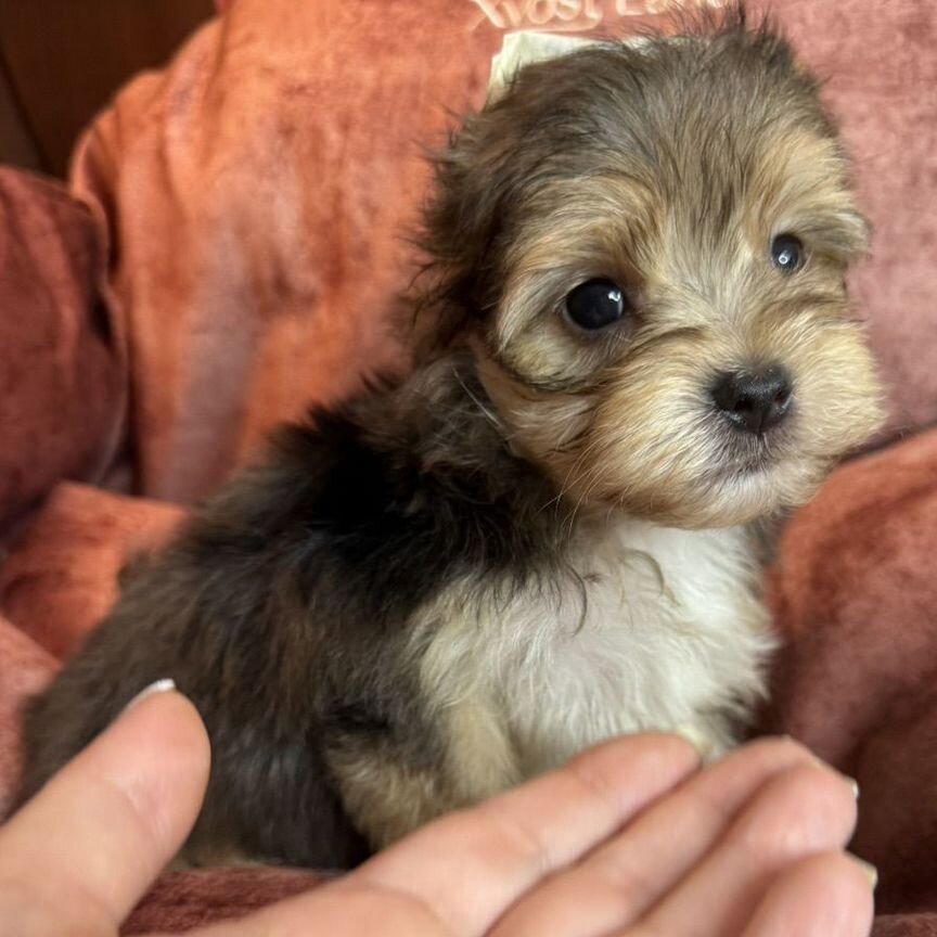 Йоркширский терьер, щенок