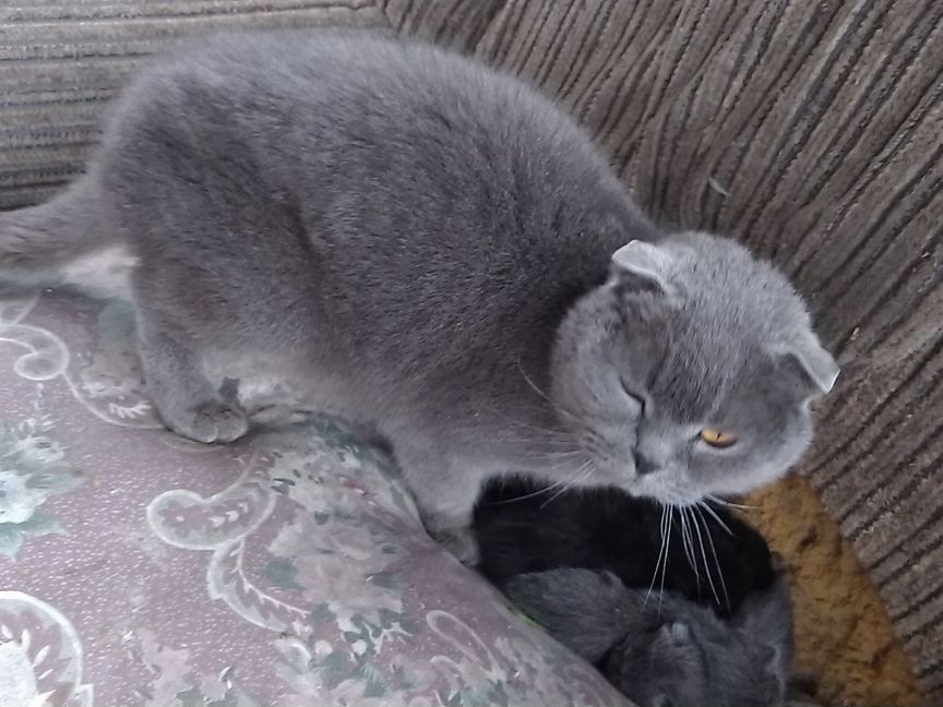 Британская