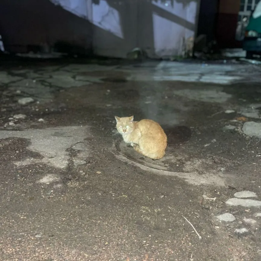 Необычный котишка, фенотип манчин, ищет свой дом