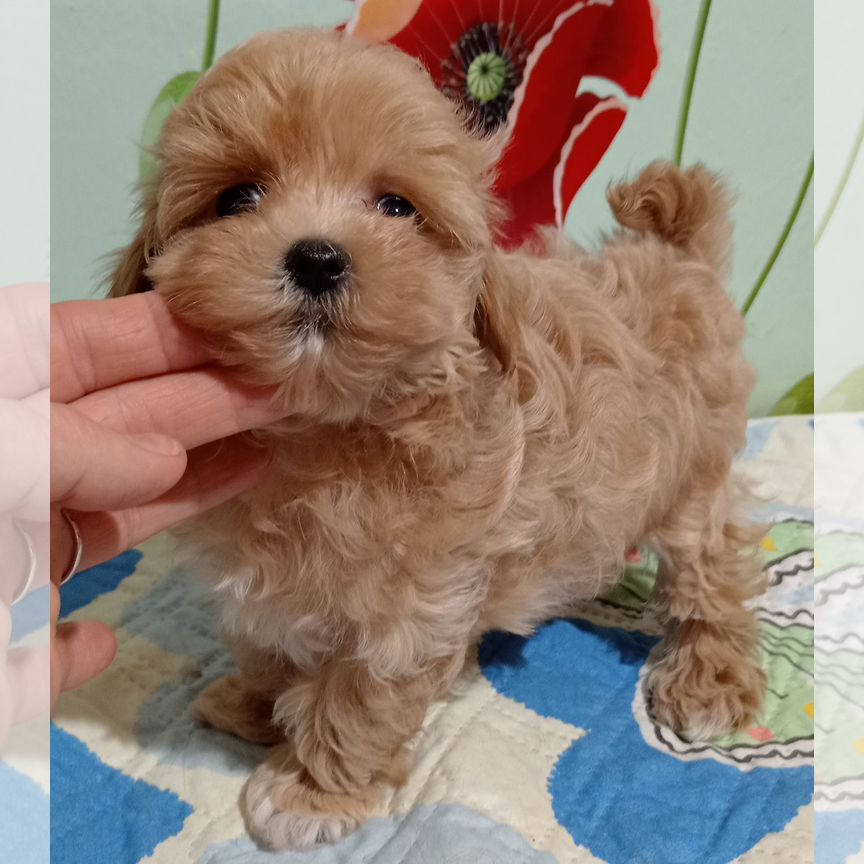 Кукольный девочки мальтипу