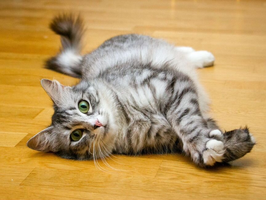 Кошка антистресс