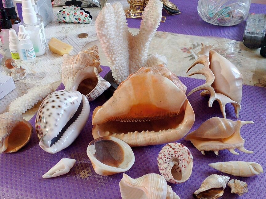 Ракушки разные.Коралы