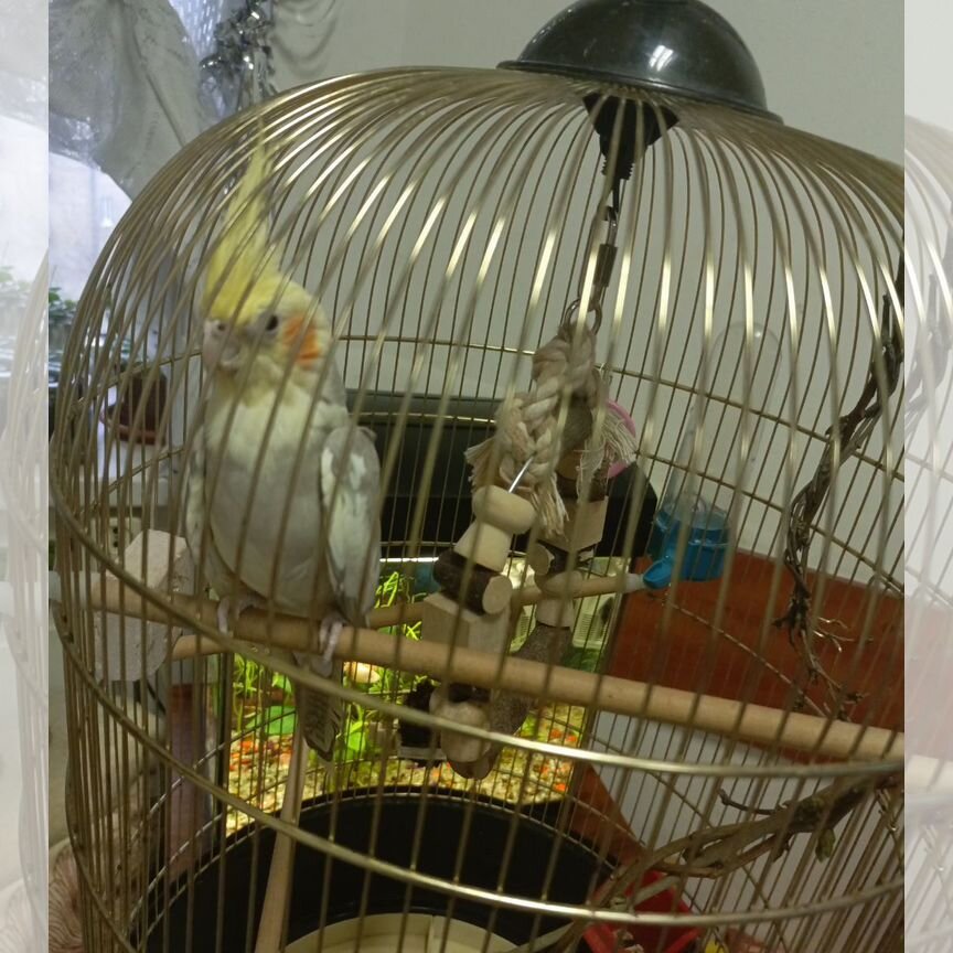 Попугай капелла