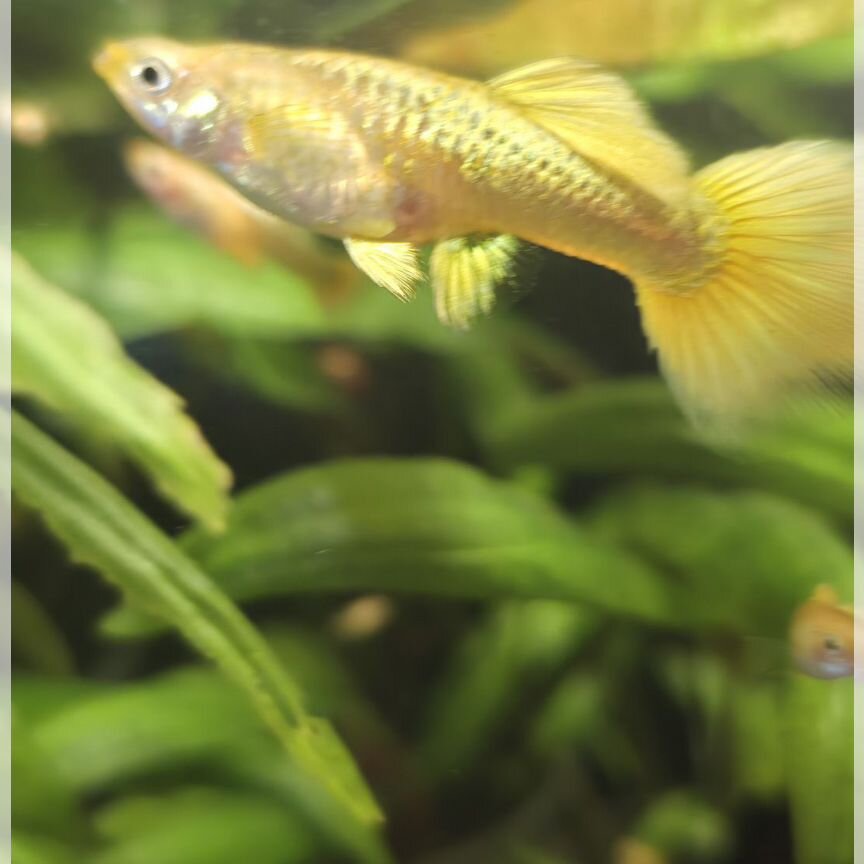 Гуппи чистая линия