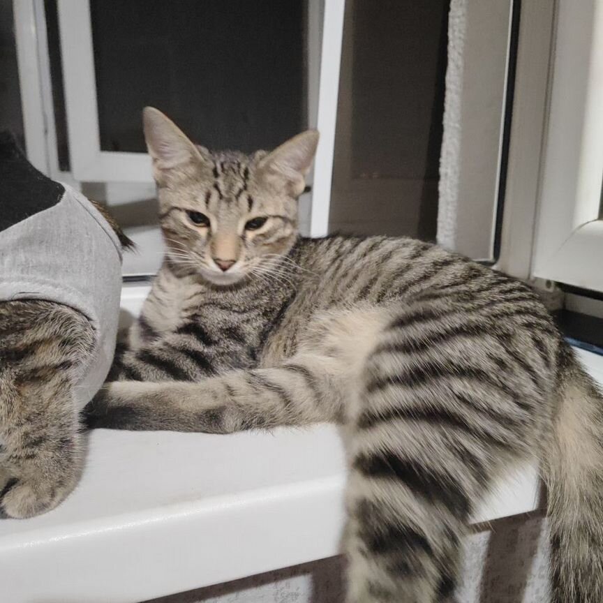 Шикарный тигренок ищет дом