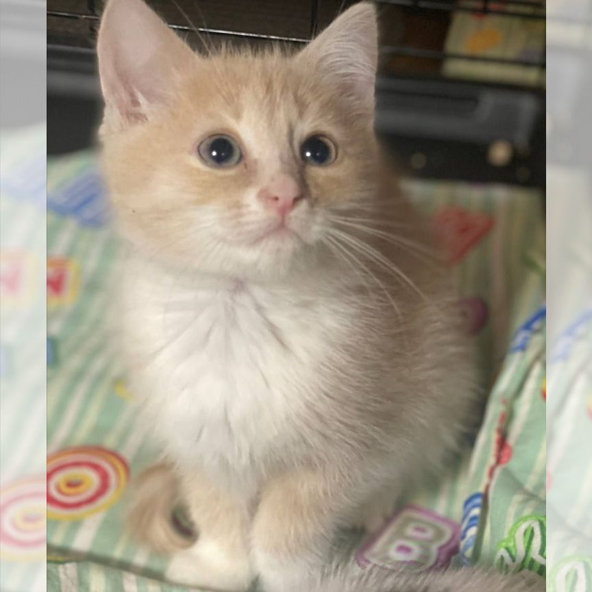 Милая кошечка