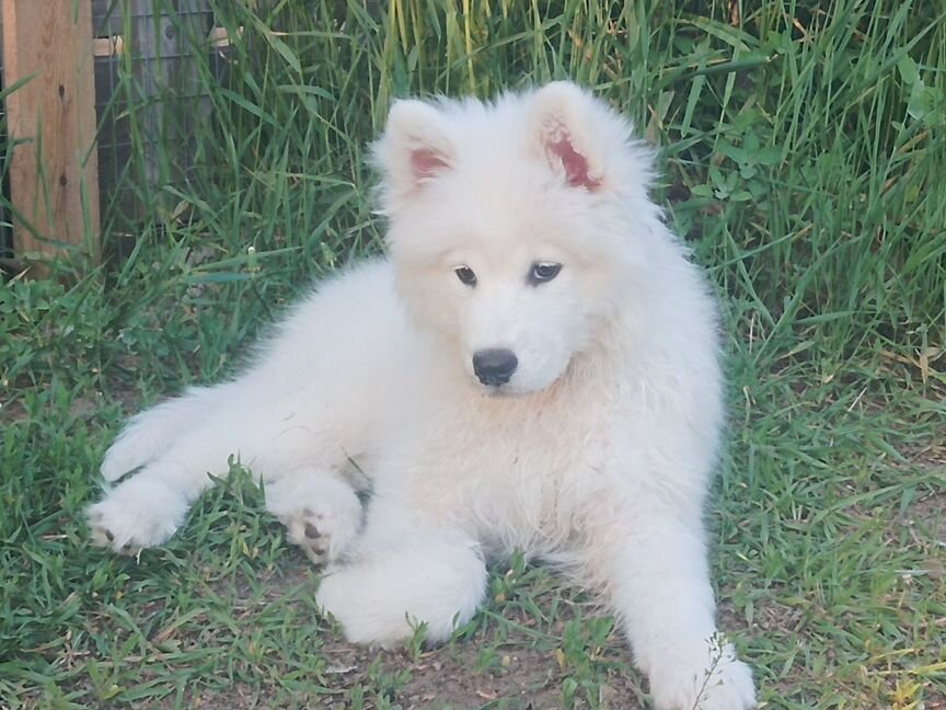 Щенок самоеда 3 месяца