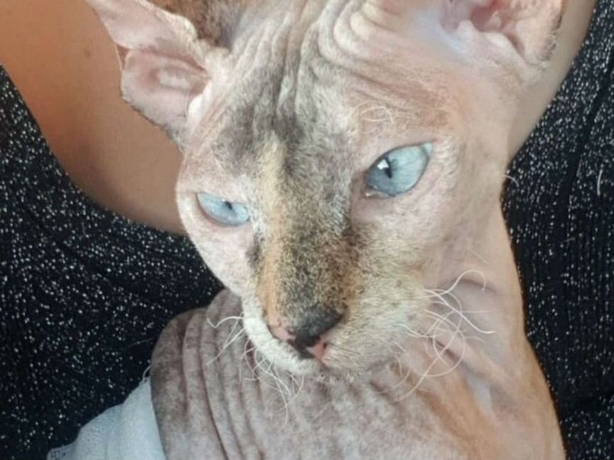 Кошки донской сфинкс