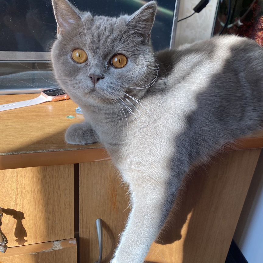 Молодая кошечка ищет кота для вязки