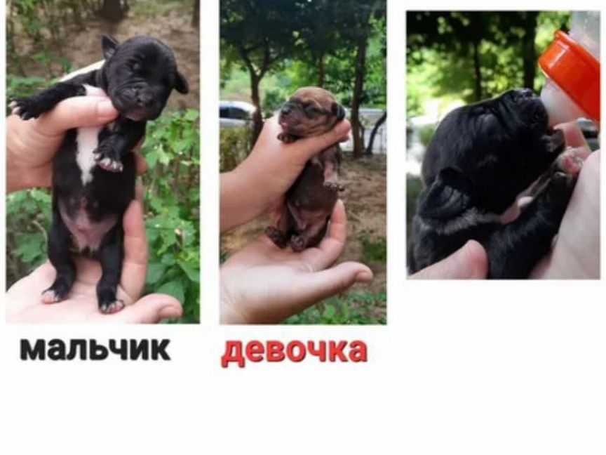 Щенки таксы
