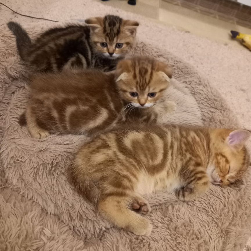 Шотландская вислоухая