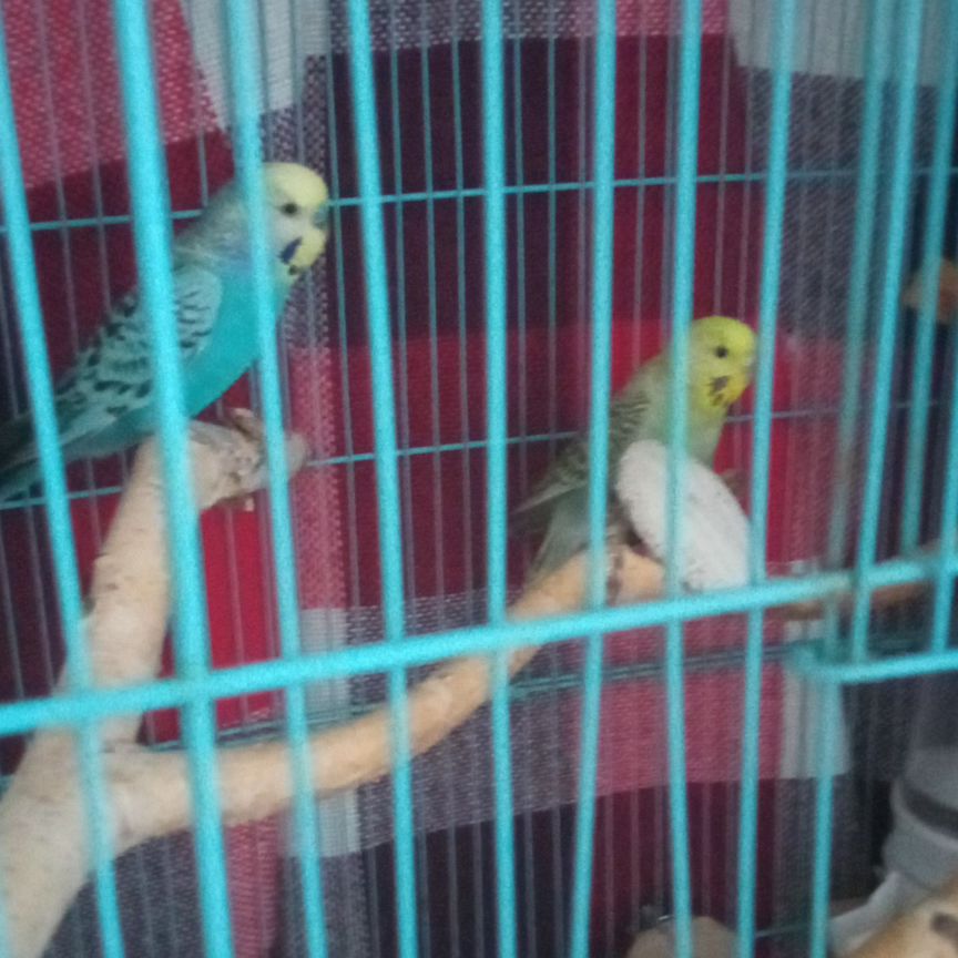 Волнистый попугай