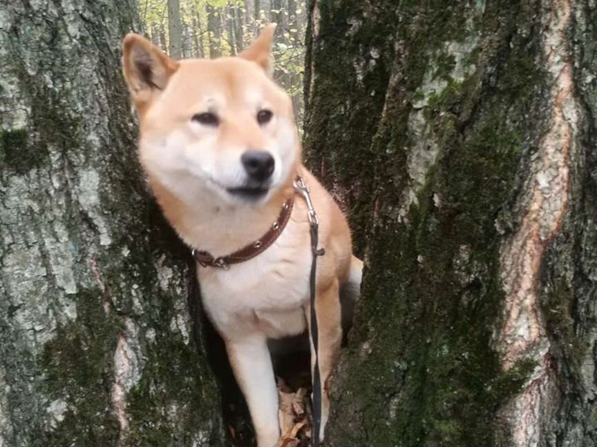 Собака Сиба ину