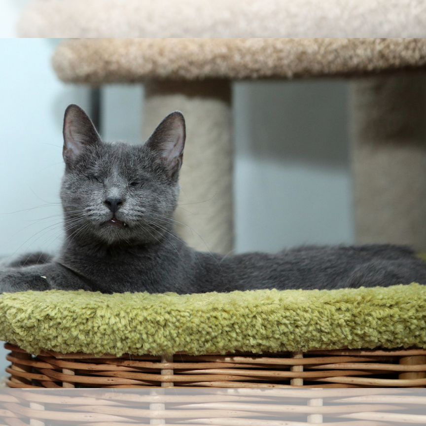 Взрослый кот в добрые руки