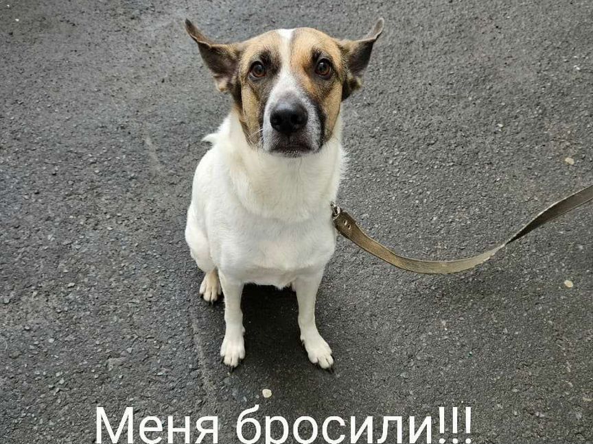 Метис Джек Рассел терьер