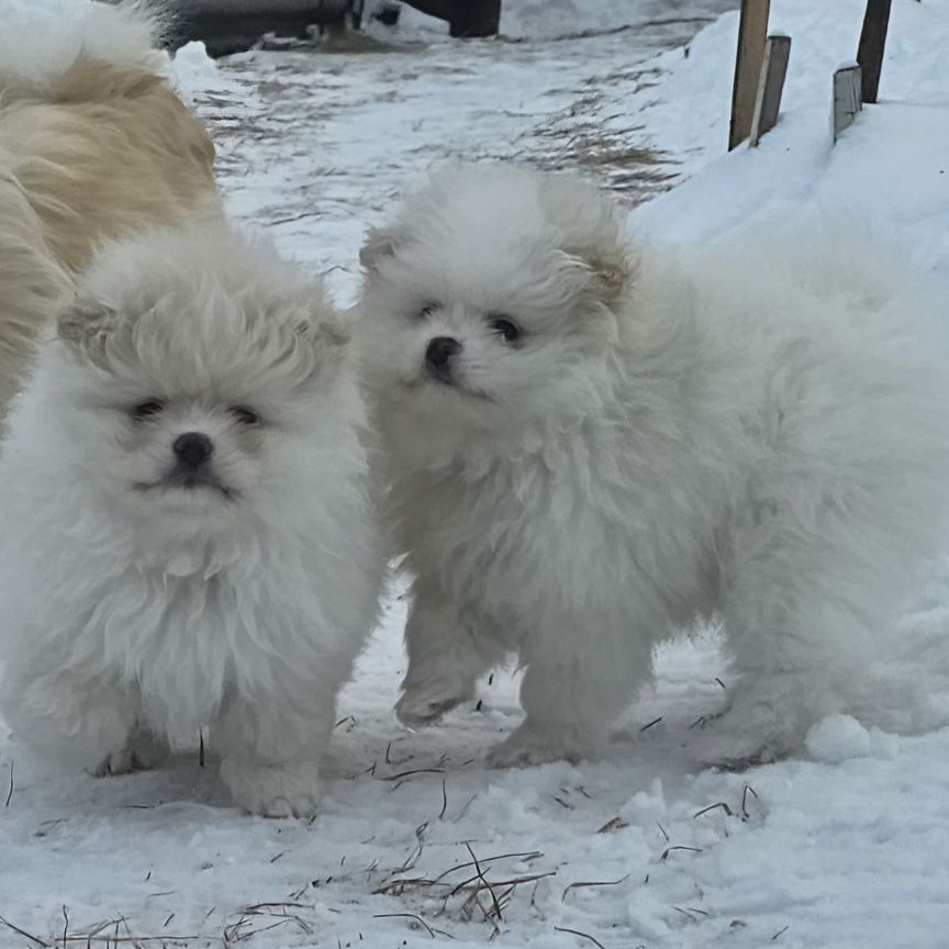 Немецкий шпиц