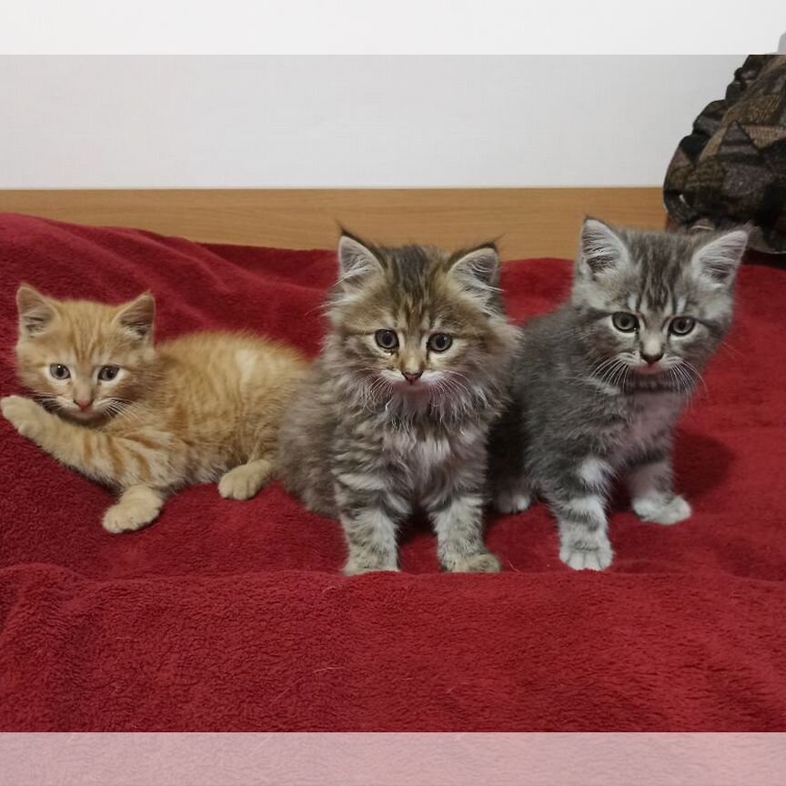 Отдам котят в добрые руки