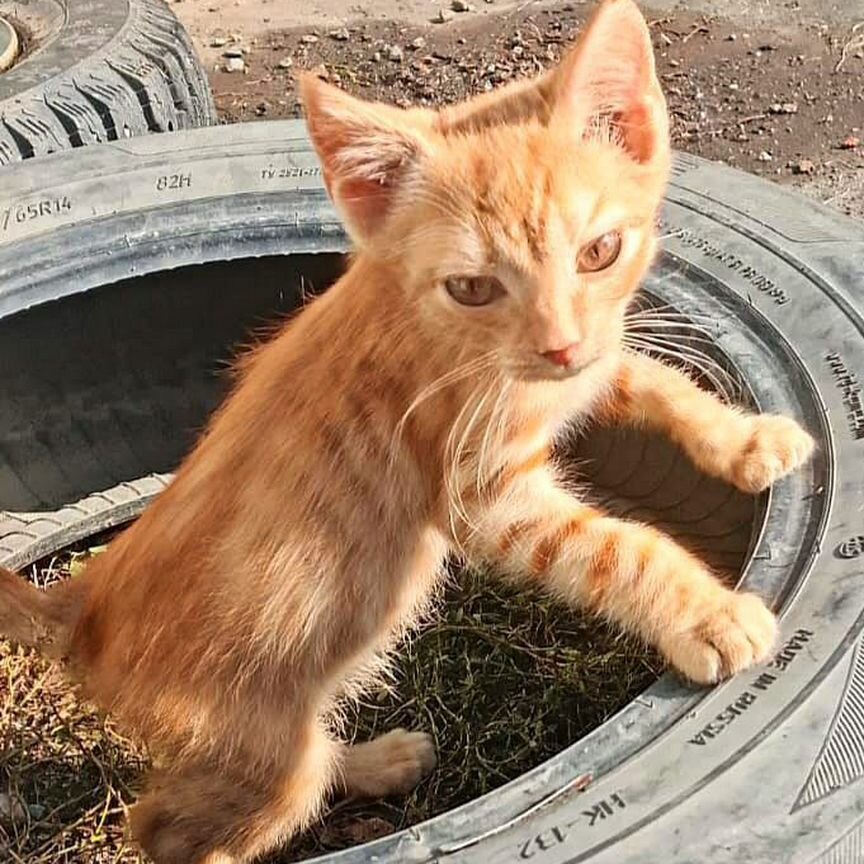 Отдам бесплатно