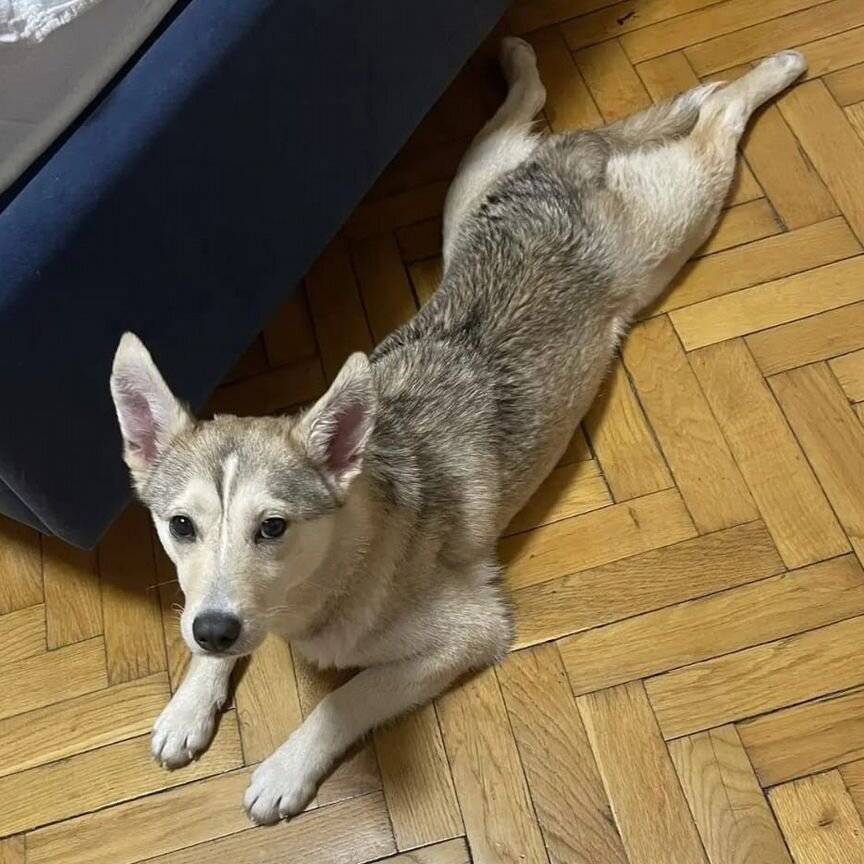 Щенок в добрые руки