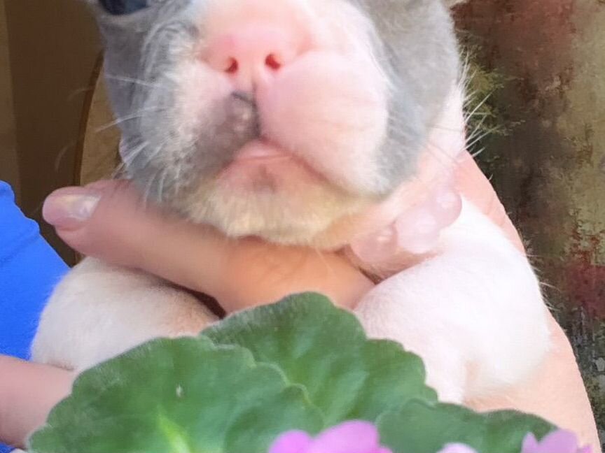 Лиловая малышка